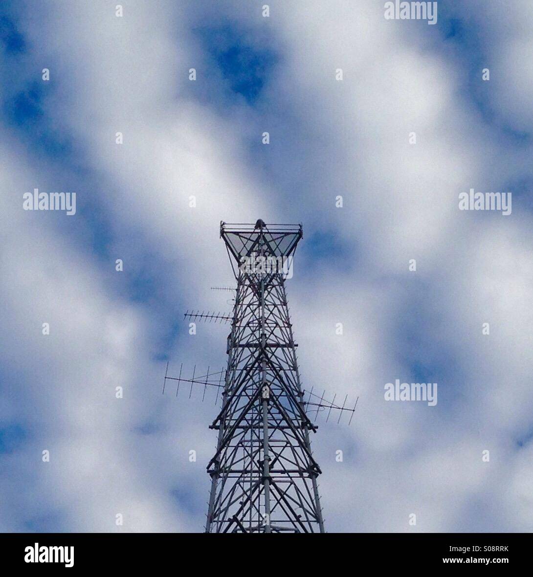 Mantis antenna hi-res stock photography and images - Alamy