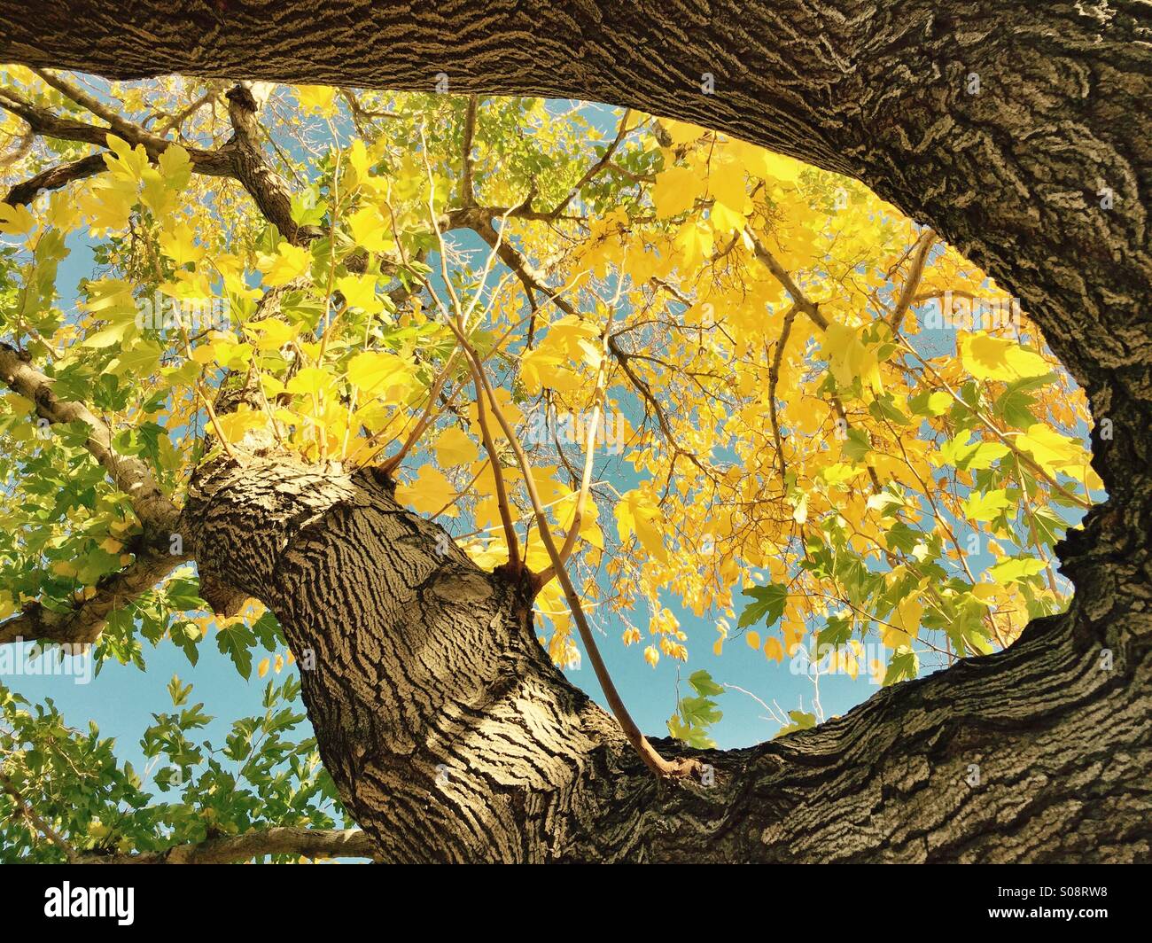 Giant tree trunk hi-res stock photography and images - Alamy