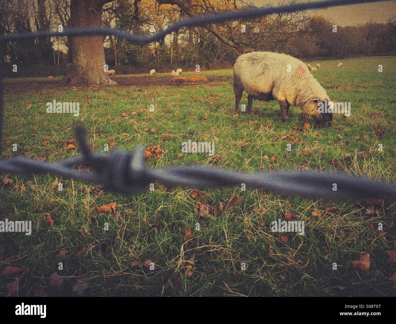 Sheep eating grass hi-res stock photography and images - Alamy