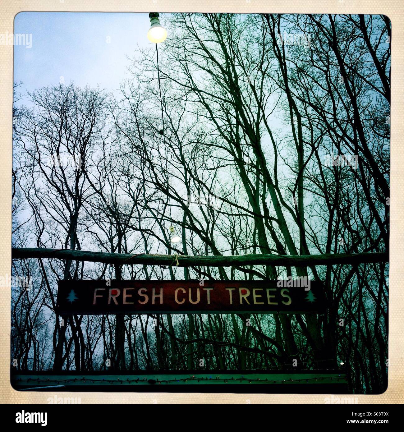 Fresh cut trees Stock Photo - Alamy