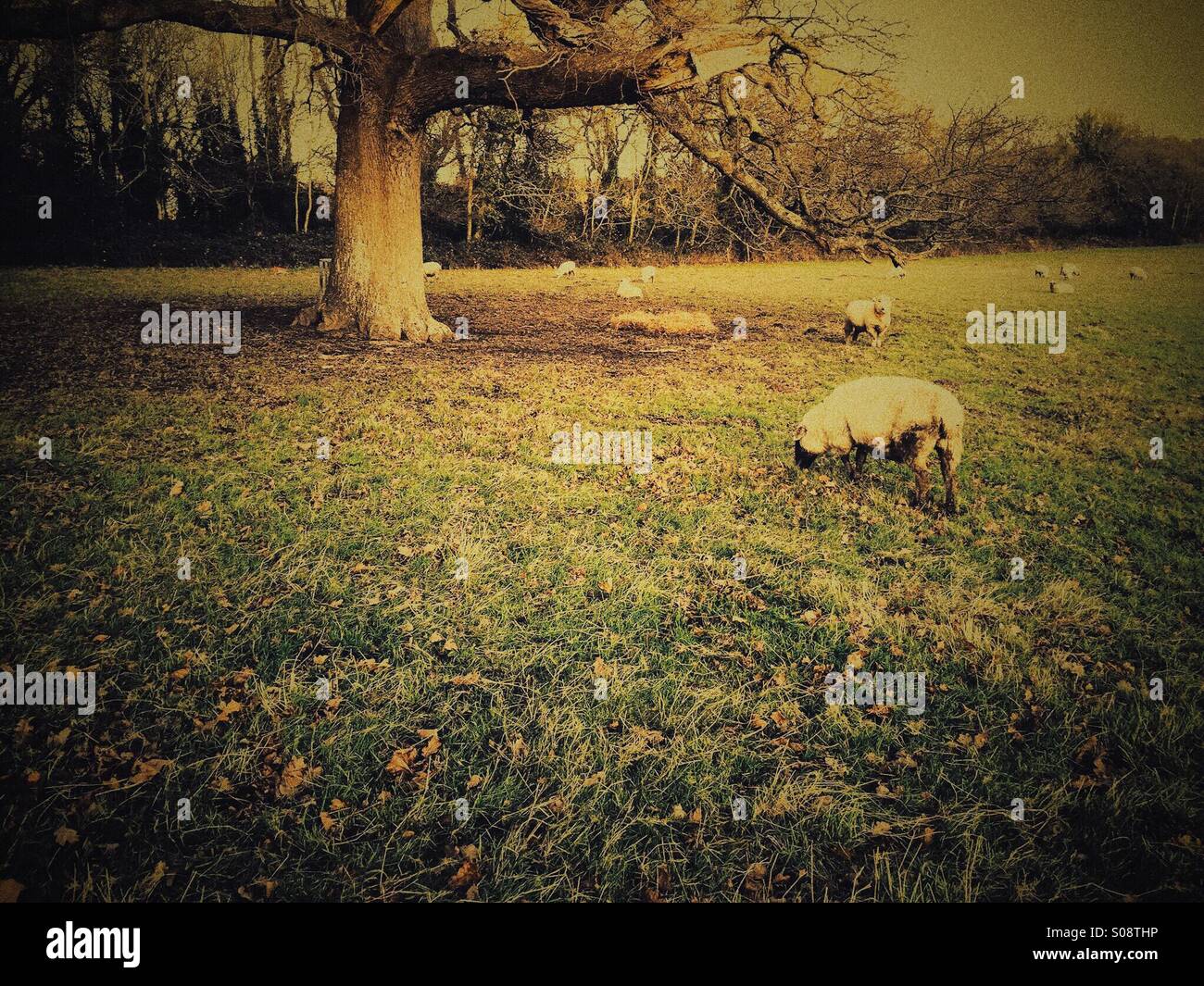 Sheep heard hi-res stock photography and images - Alamy