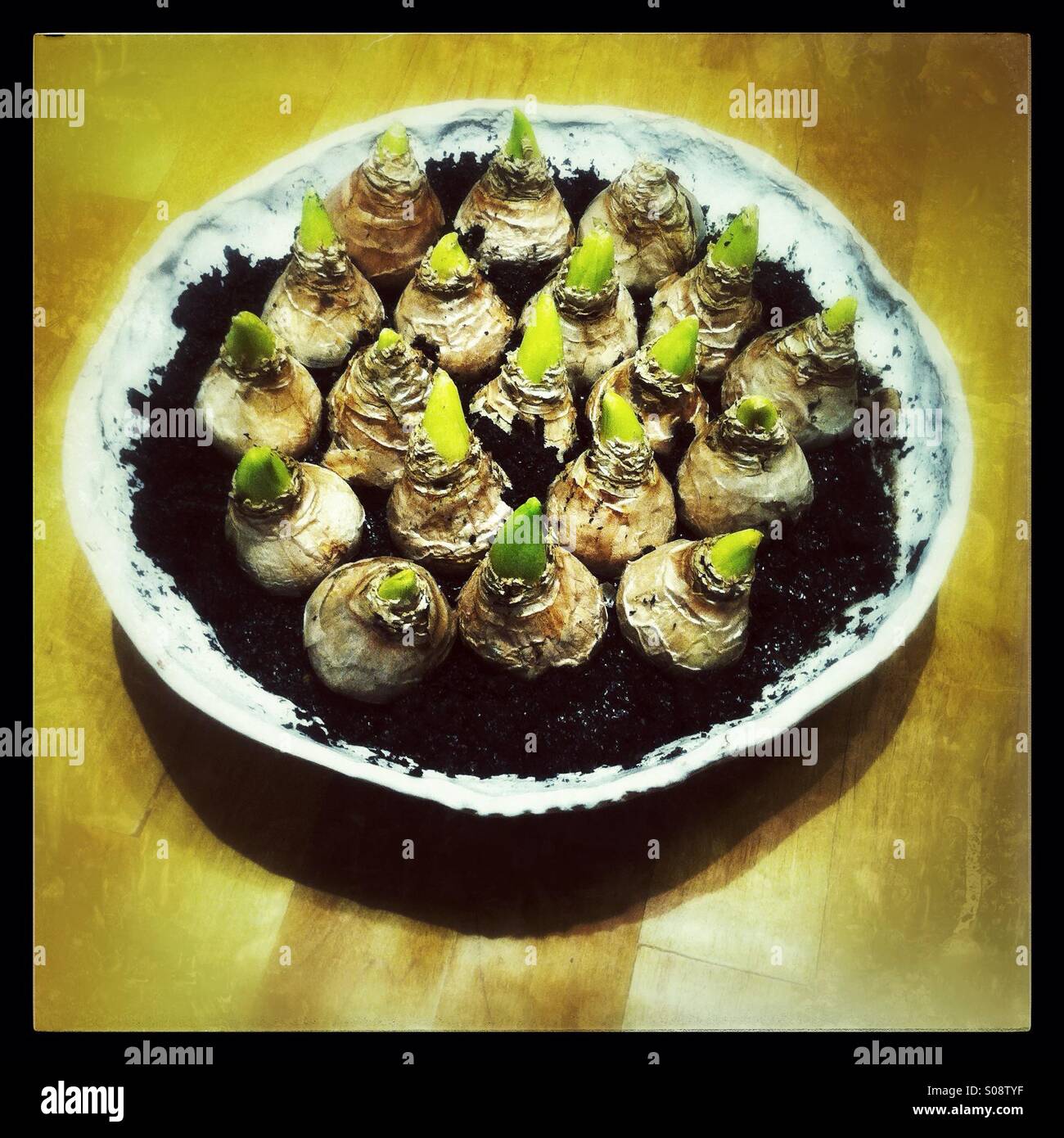 Bowl of sprouting hyacinth bulbs Stock Photo - Alamy