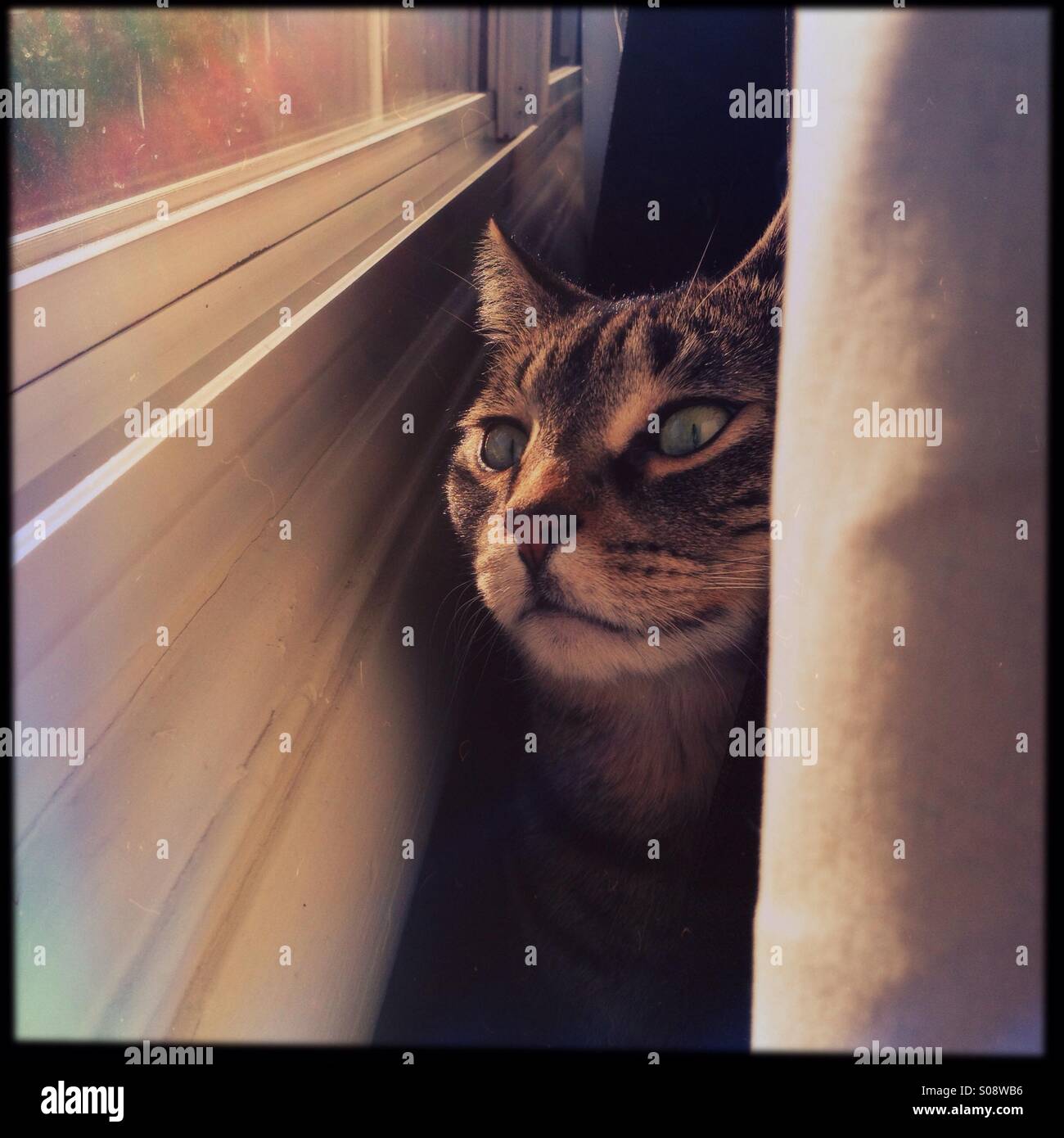 Stealthy feline hi-res stock photography and images - Alamy