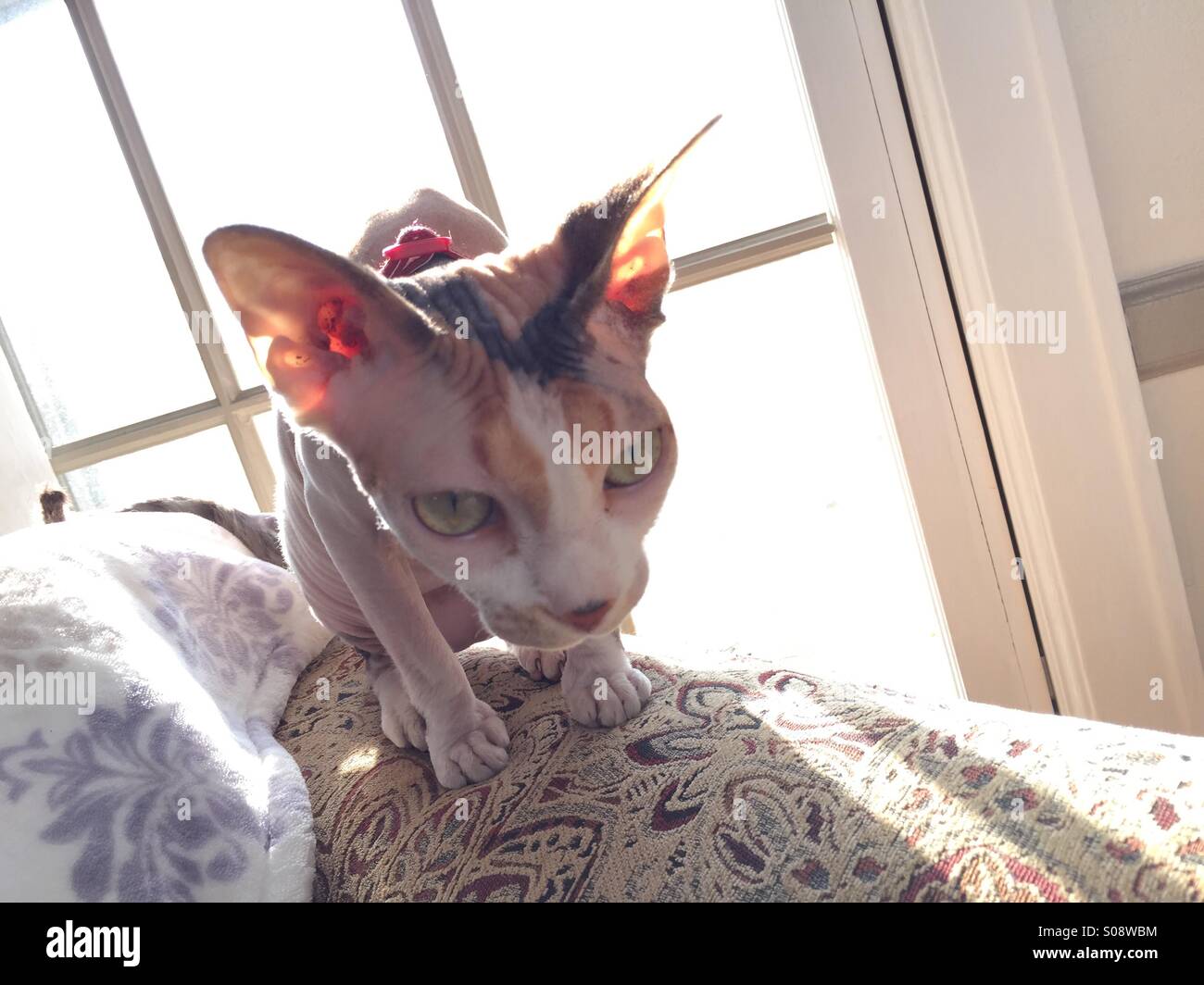 Hairless cat hi-res stock photography and images - Alamy