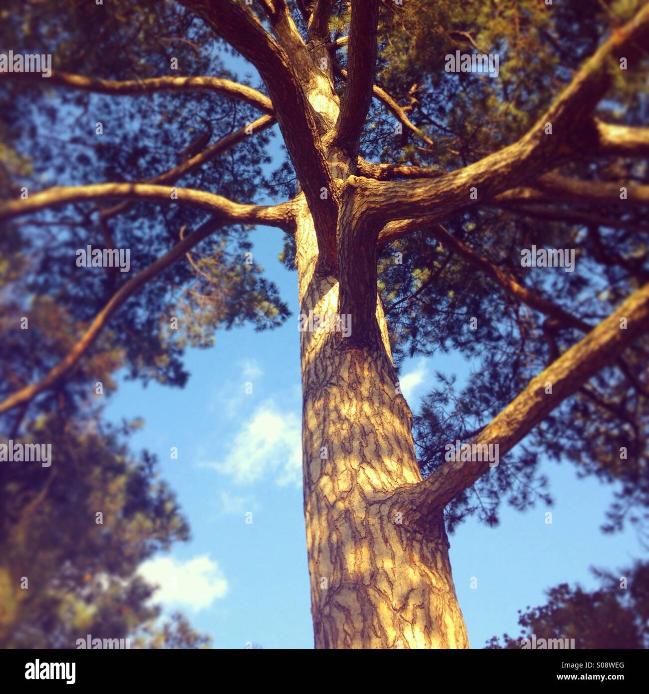 Looking up at tall tree hi-res stock photography and images - Alamy