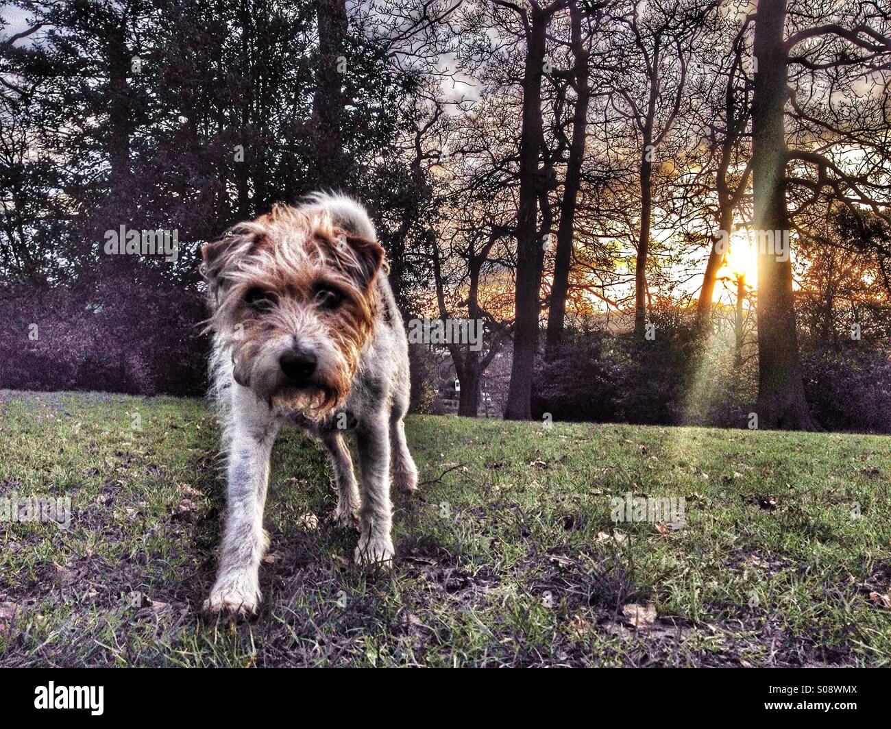 Dog sunrise hi-res stock photography and images - Alamy