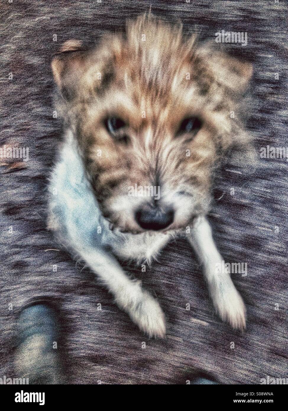 Blurred Dog jumping up to camera with owners foot Stock Photo - Alamy