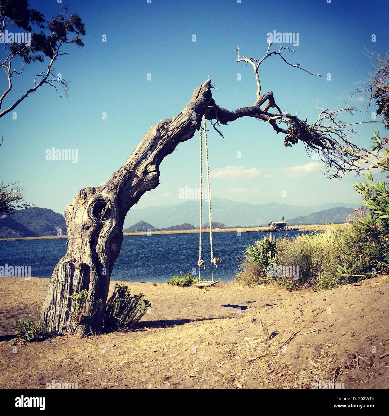 Tree and swing Stock Photo - Alamy