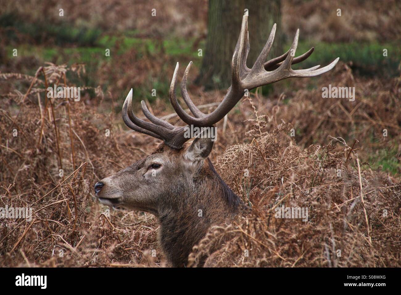 Stag sitting hi-res stock photography and images - Alamy