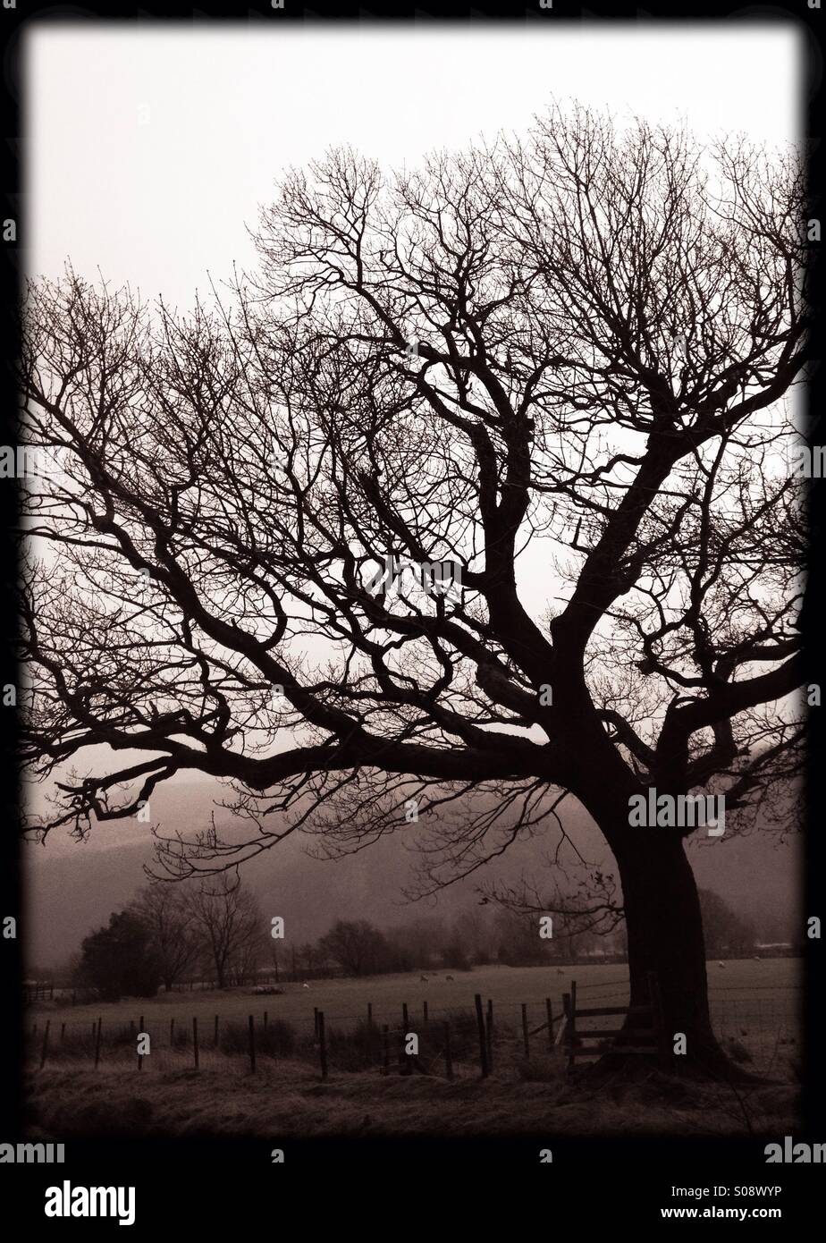 Winter Ash tree Stock Photo - Alamy