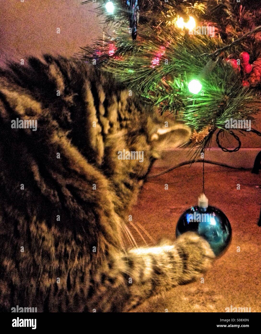 Cat playing with a tree bauble Stock Photo - Alamy