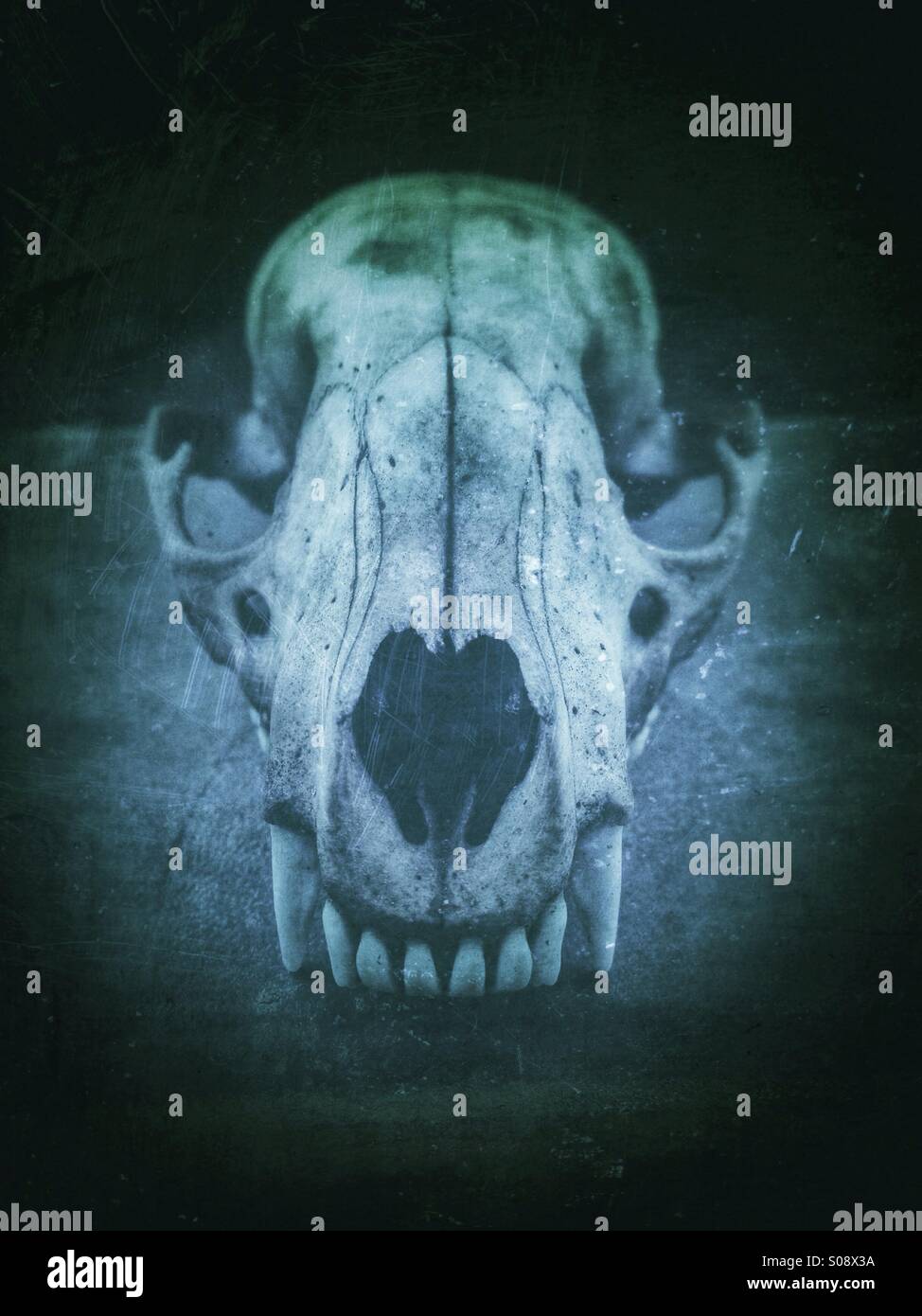 Fox skull hi-res stock photography and images - Alamy