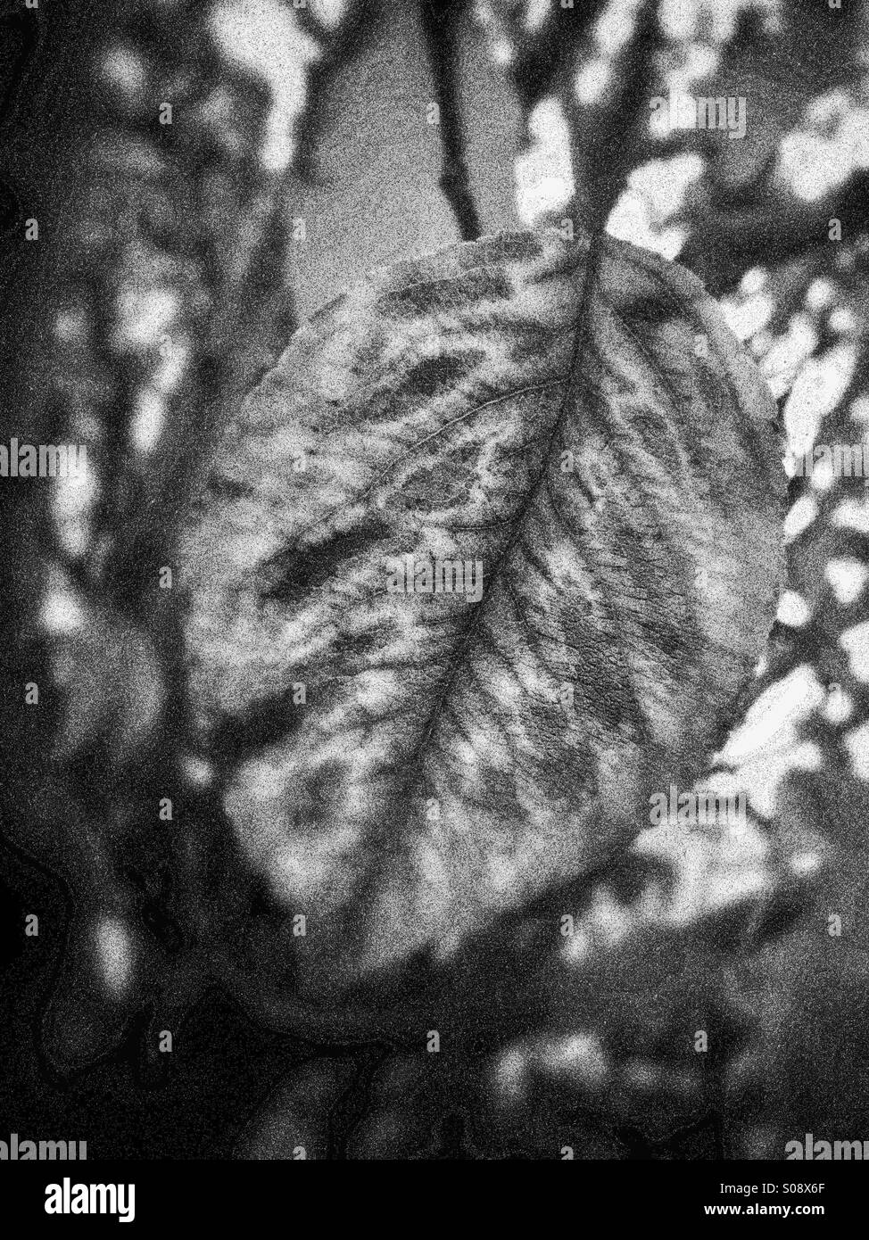 Changing Leaf Colors Black And White Stock Photos Images Alamy changing-leaf-colors-black-and-white-stock-photos-images-alamy