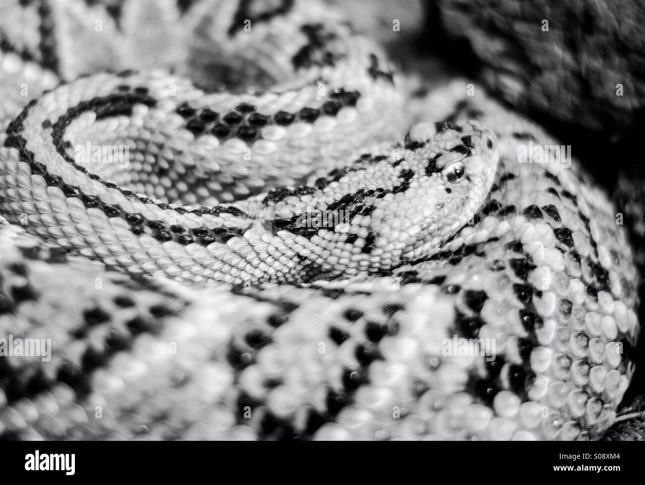 A snake in Puebla mexico Stock Photo - Alamy