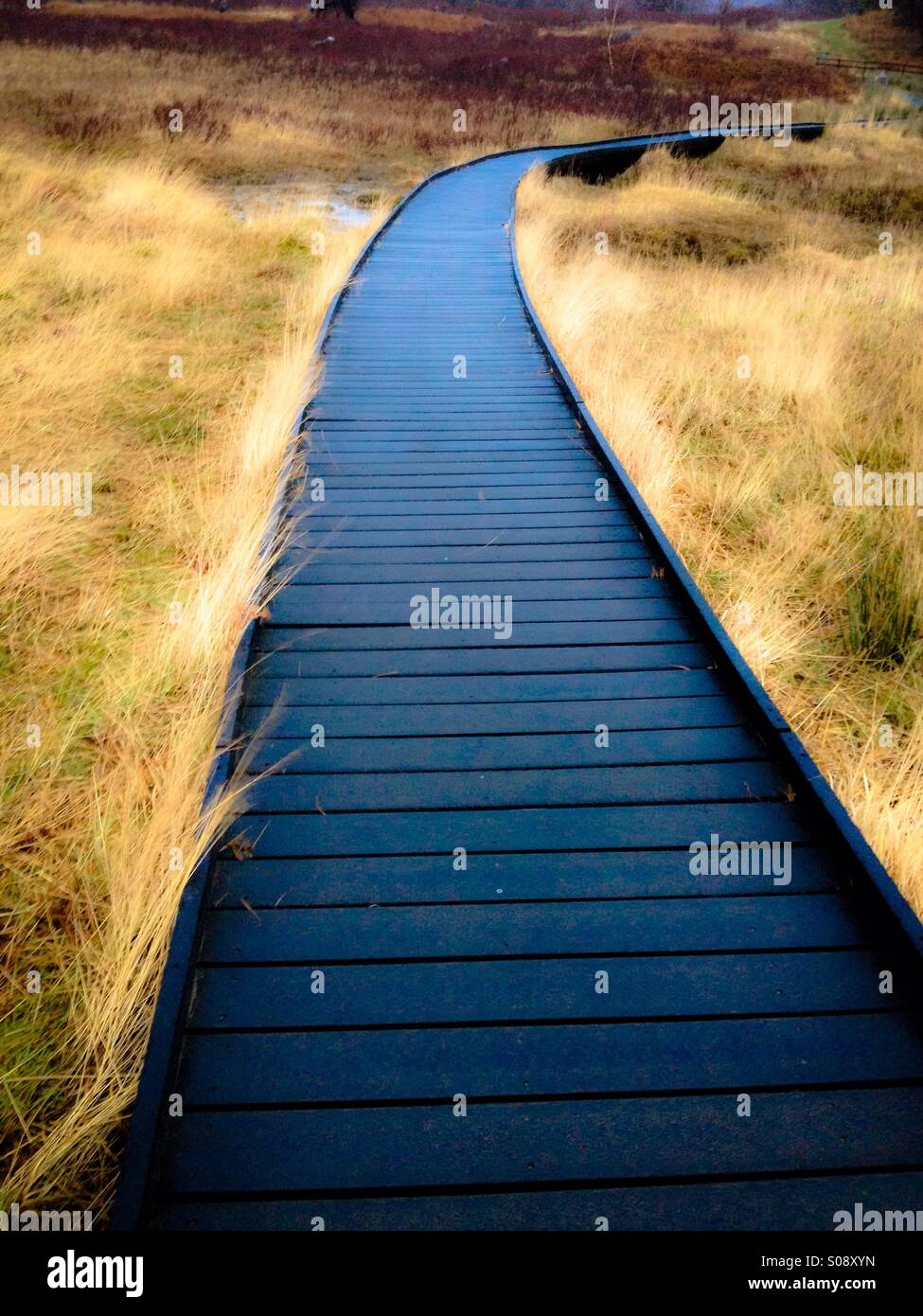 Raised boardwalk through a wetland reserve, England, UK Stock Photo - Alamy