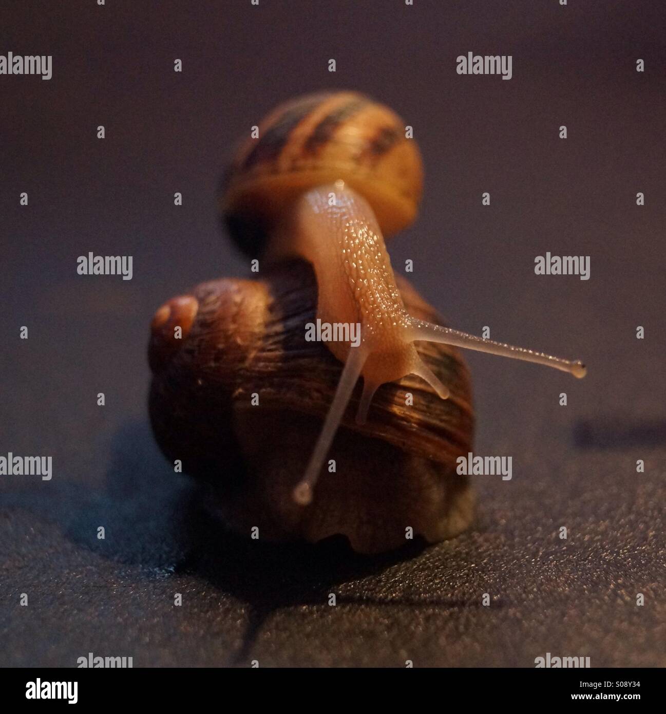 Sin sol hi-res stock photography and images - Alamy