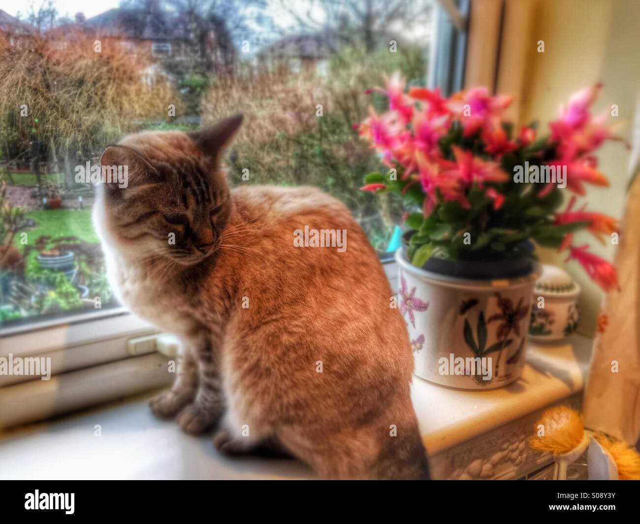 Bengal cat sits on window sill Stock Photo - Alamy