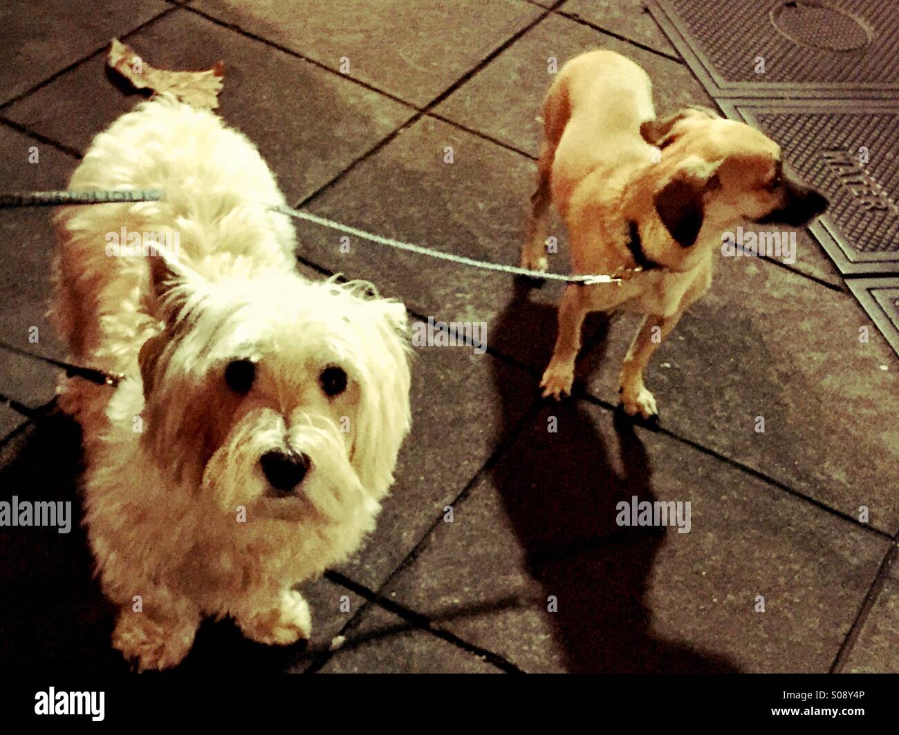 Tied up dogs hi-res stock photography and images - Alamy