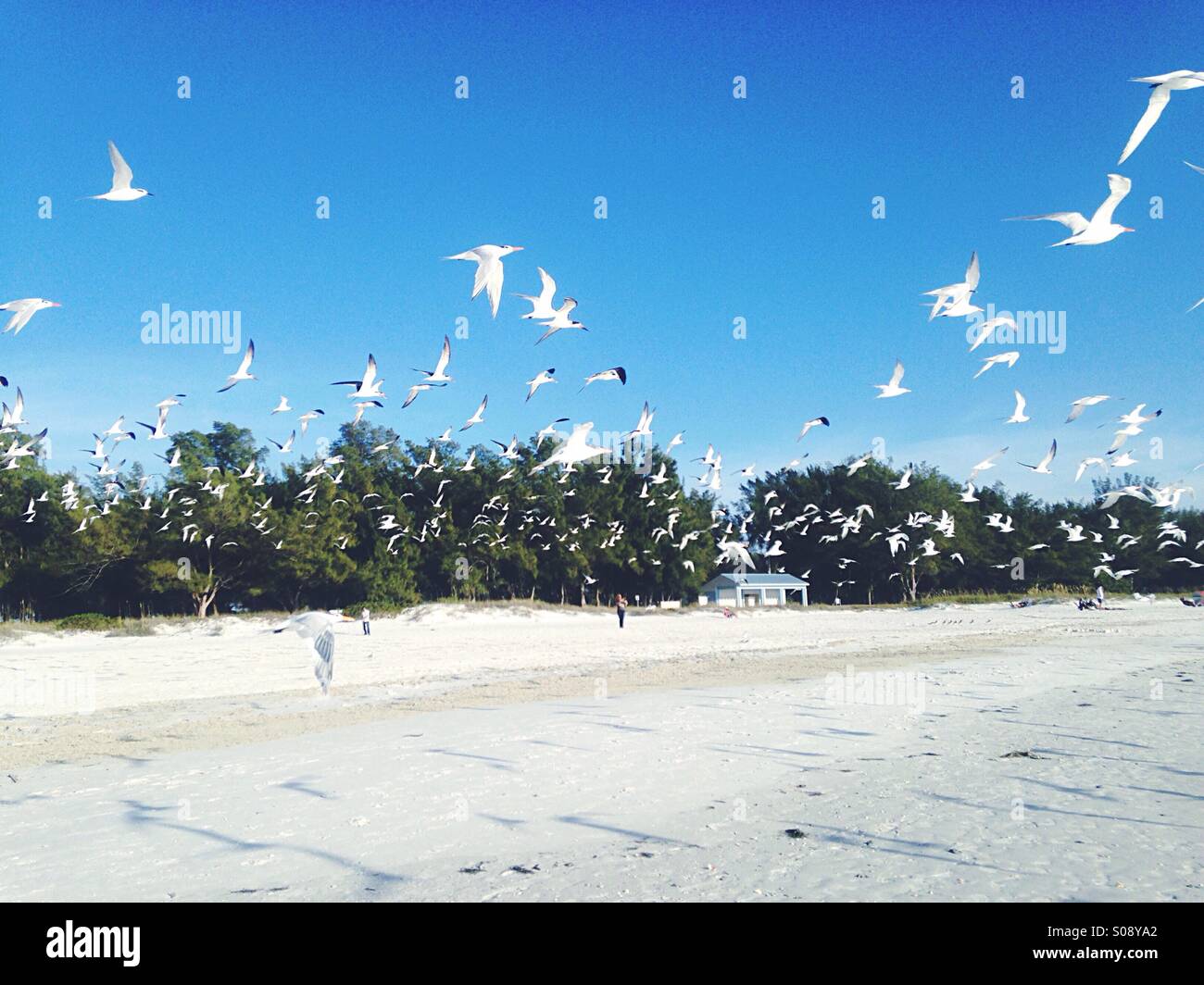 Birds flying at beach hi-res stock photography and images - Alamy