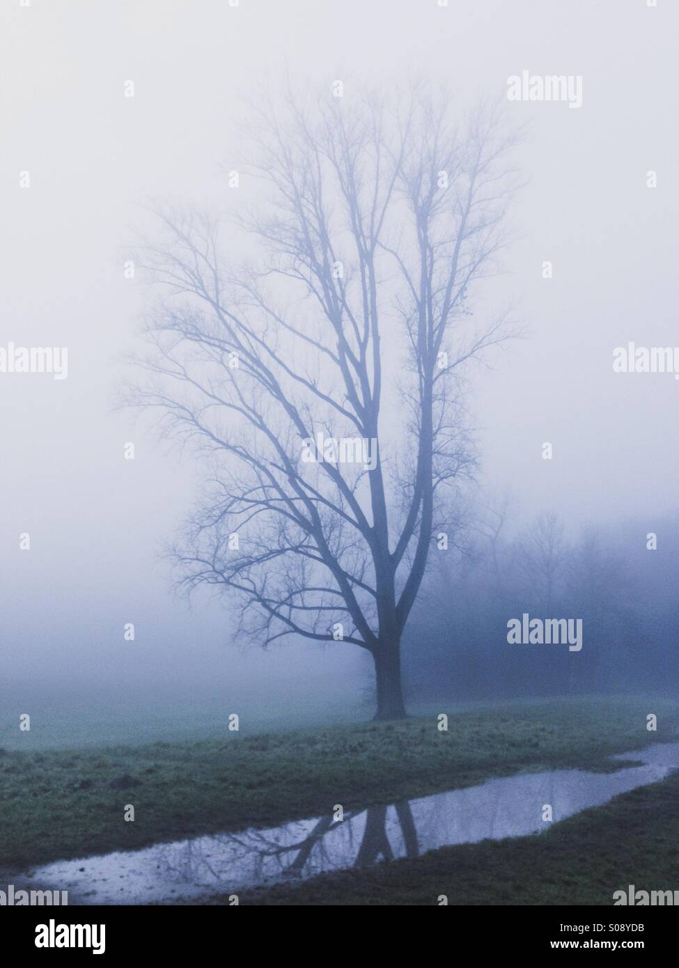 Tree in the fog Stock Photo - Alamy