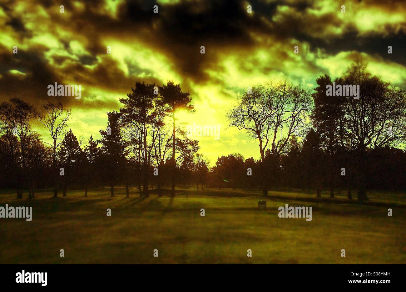 Forest skyline silhouette hi-res stock photography and images - Alamy