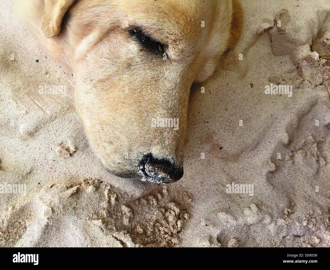 Sleeping dog at the beach hi-res stock photography and images - Alamy