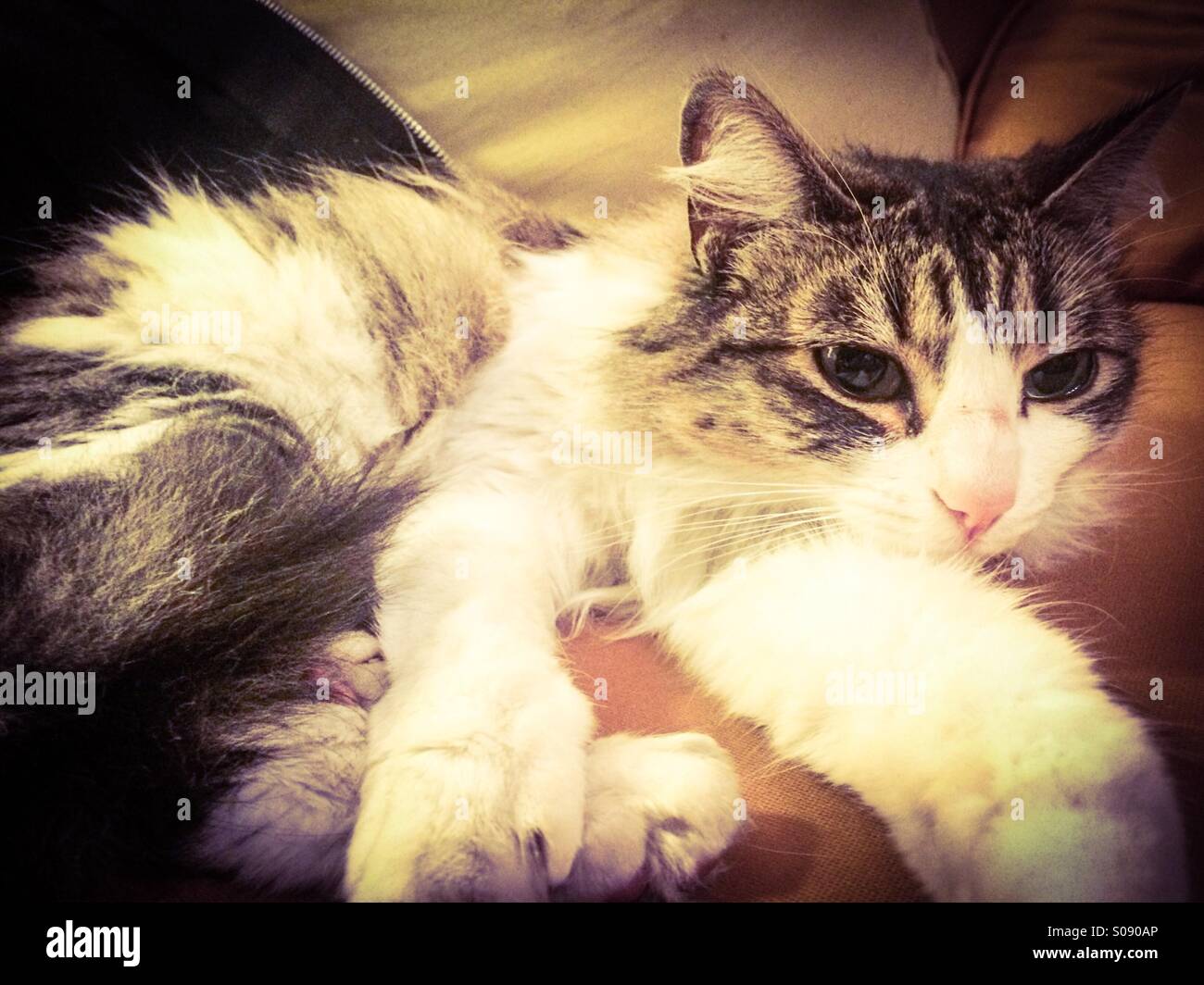 Kitty adorable hi-res stock photography and images - Alamy