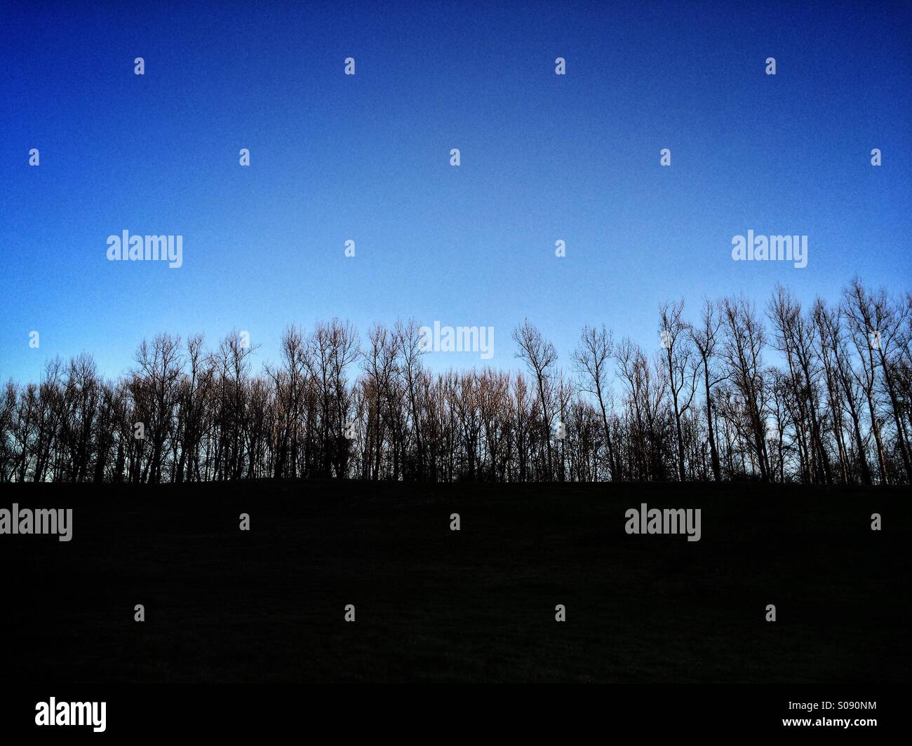 Line of trees Stock Photo - Alamy