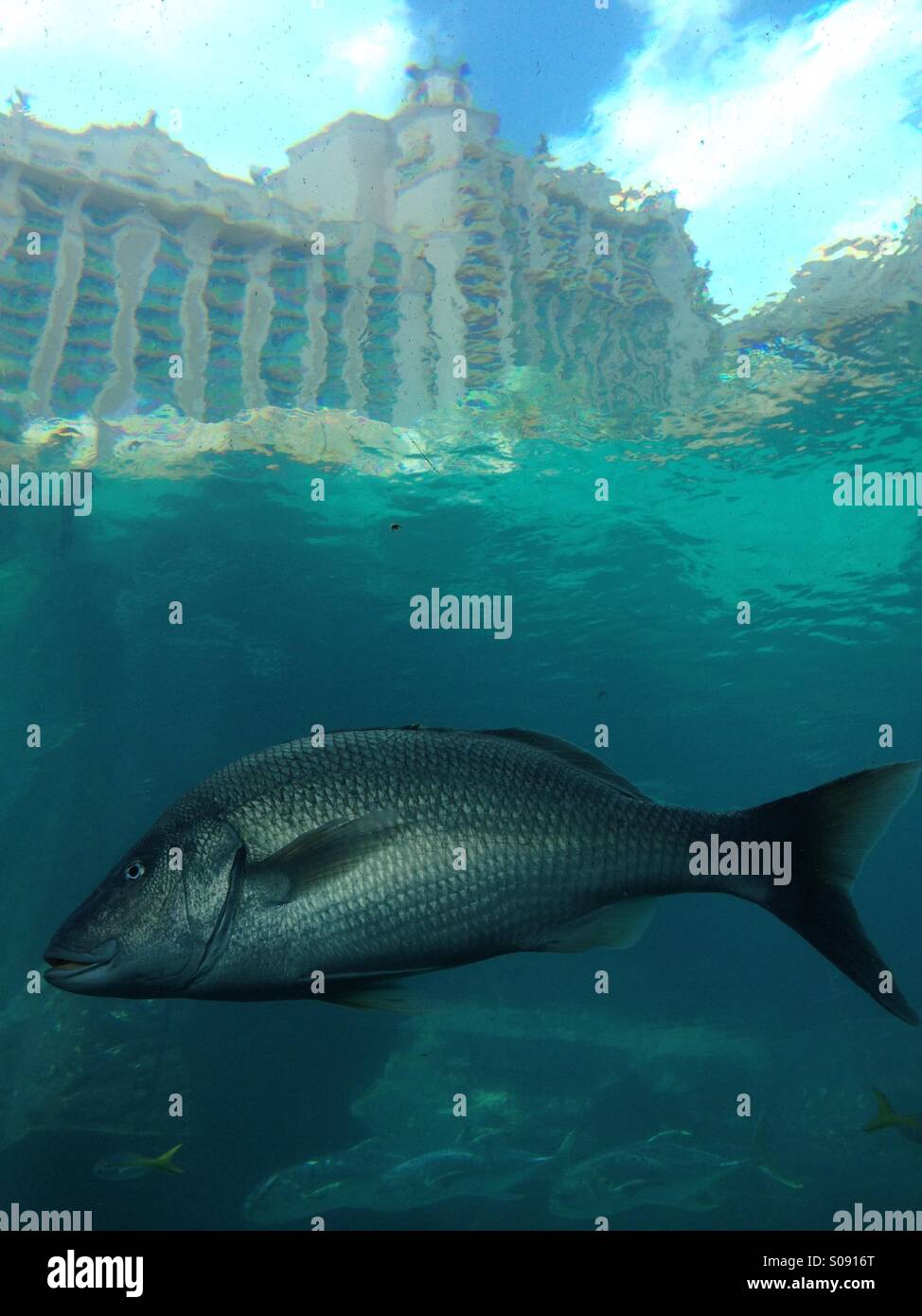 Underwater fish atlantis hi-res stock photography and images - Alamy