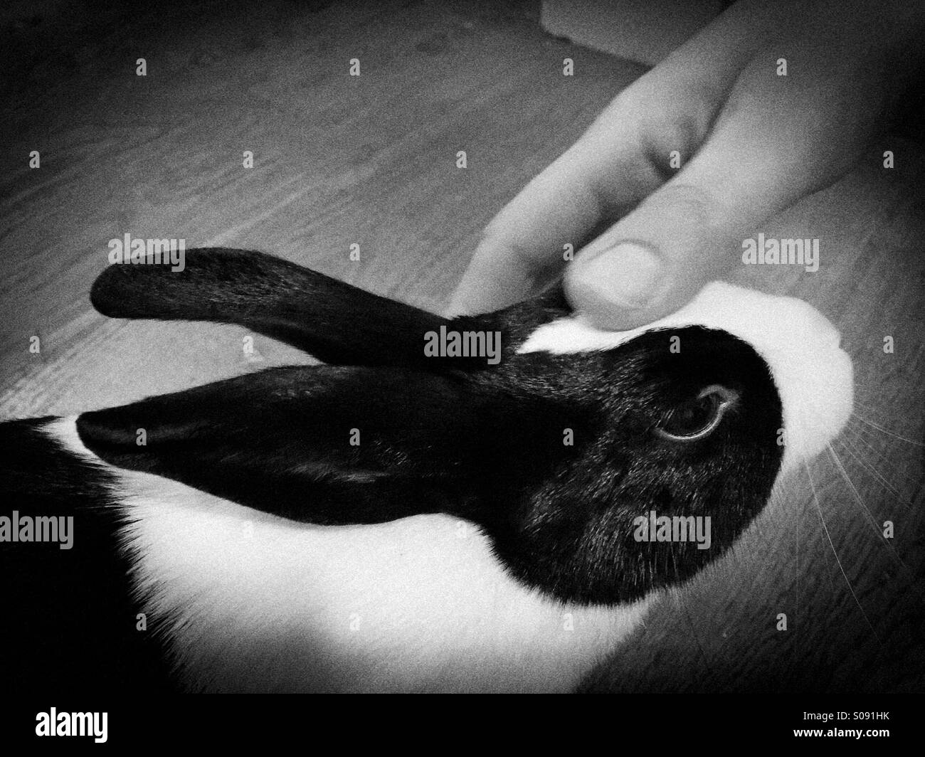 Person with pet hi-res stock photography and images - Alamy