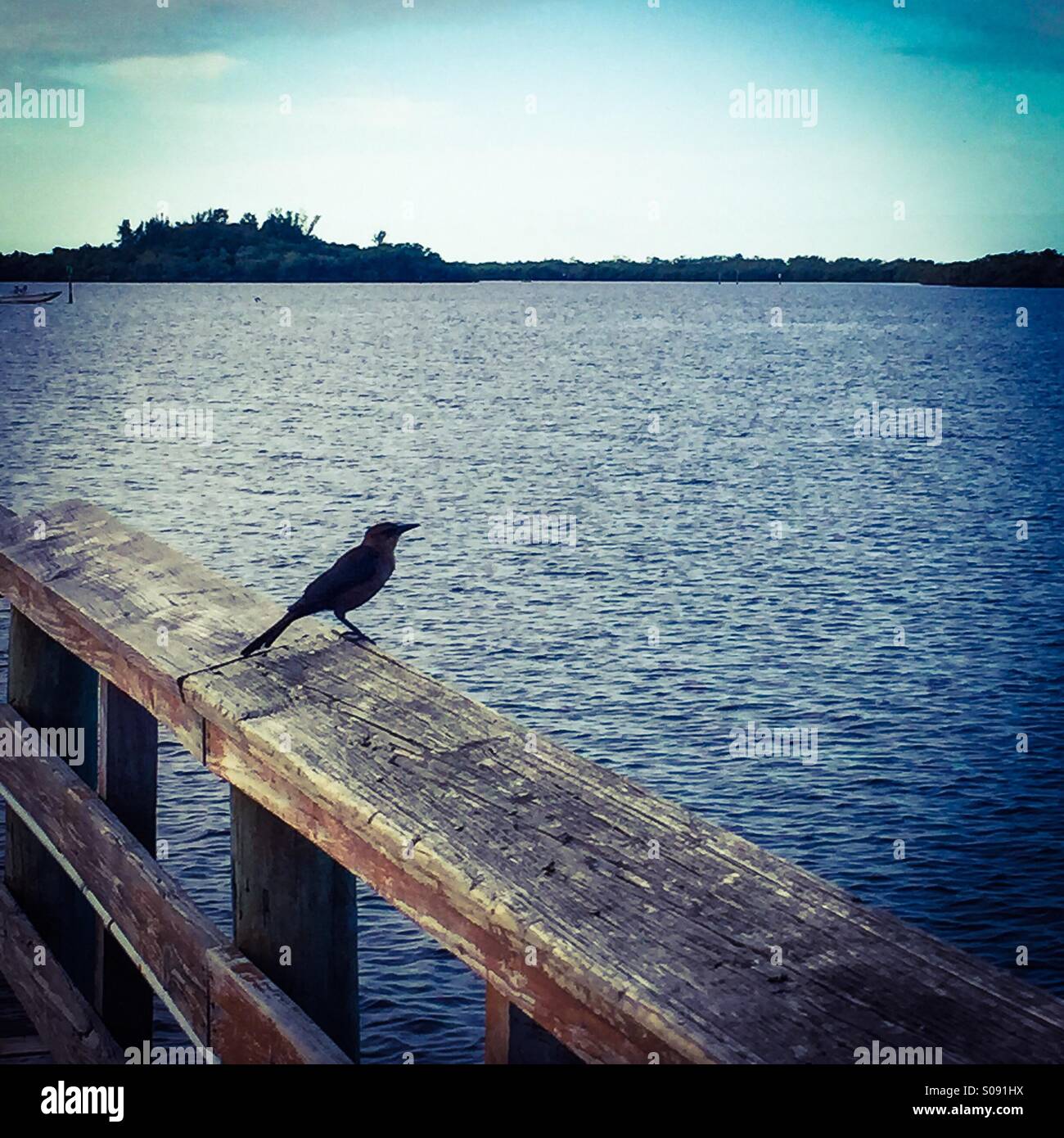 Sea ocean bird hi-res stock photography and images - Alamy