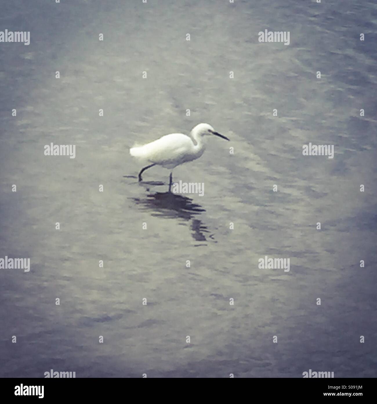 Bird in water Stock Photo - Alamy