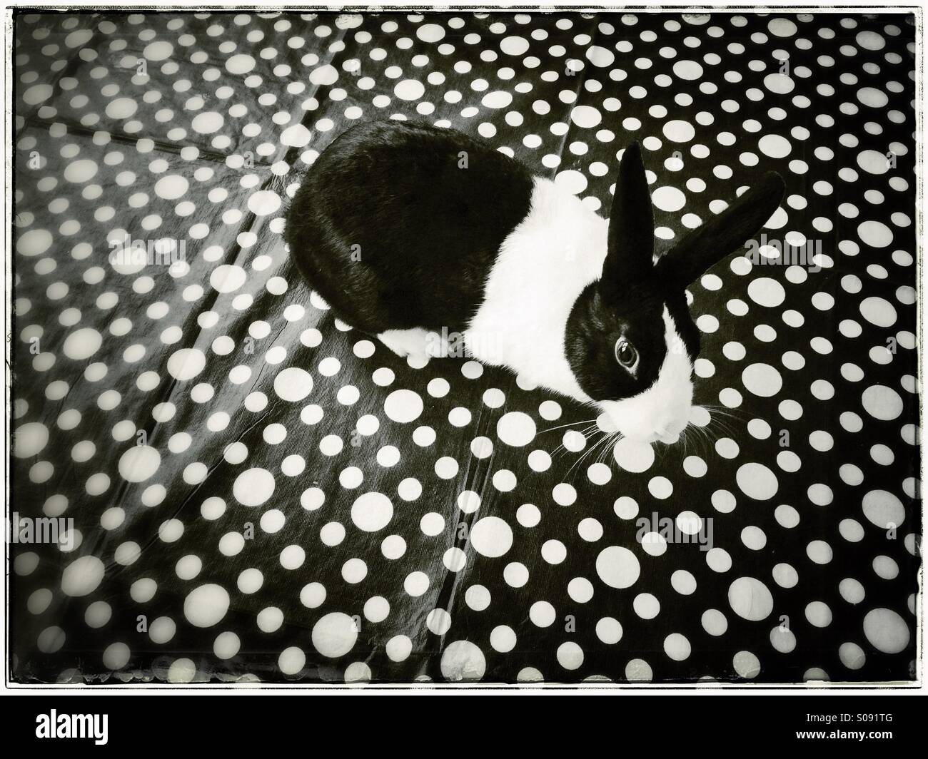 Dots rabbit hi-res stock photography and images - Alamy