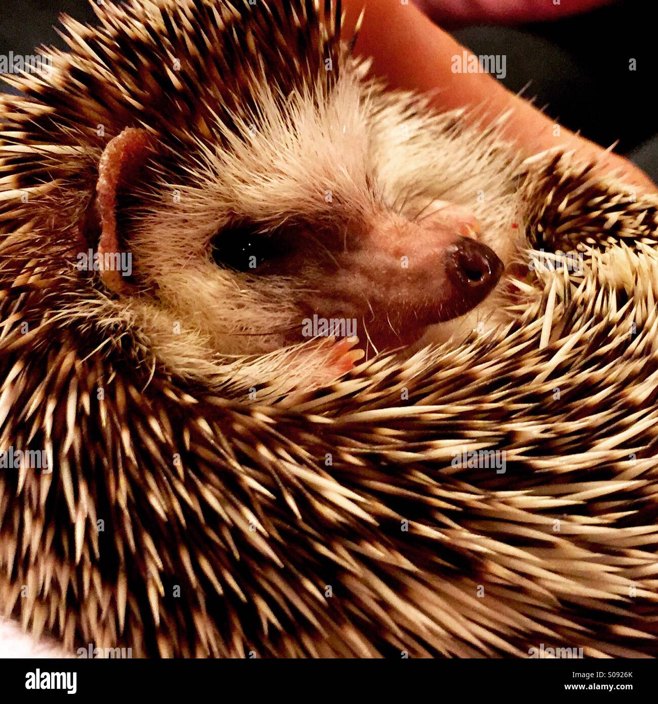 Hedgehog Quills High Resolution Stock Photography and Images - Alamy