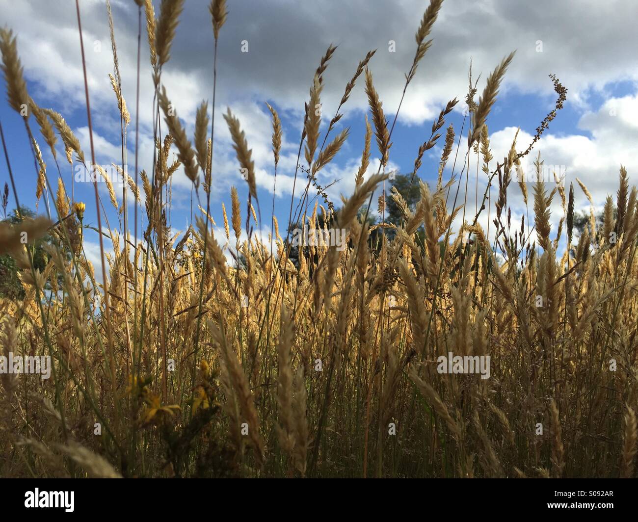 Golden maize hi-res stock photography and images - Alamy