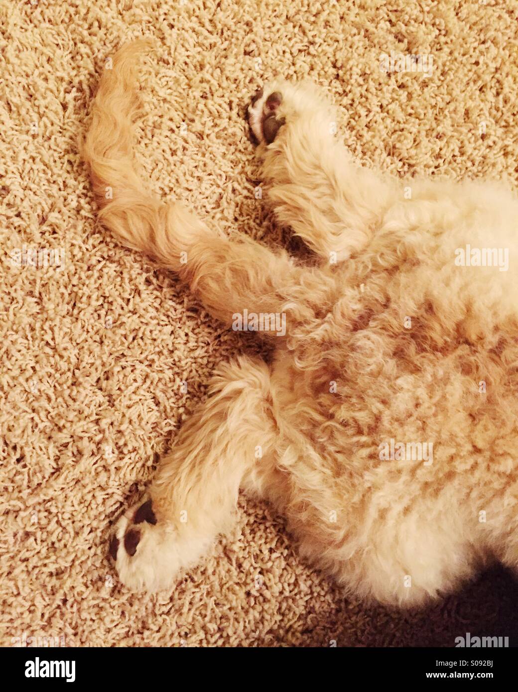 The paws and tail of a puppy labradoodle Stock Photo - Alamy