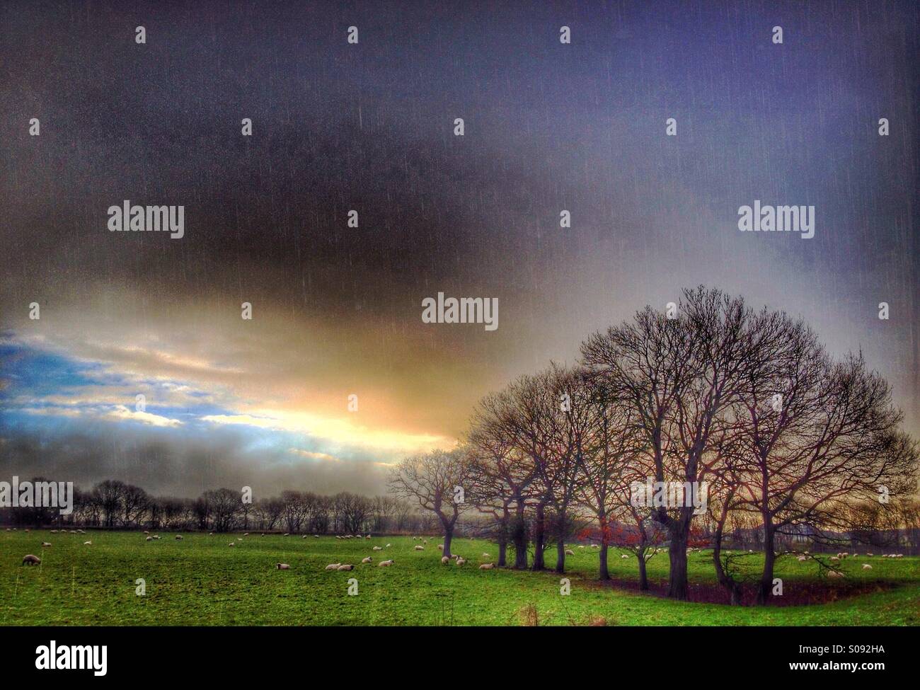 Country scene in rain by Leeds and Liverpool canal near Adlington in ...