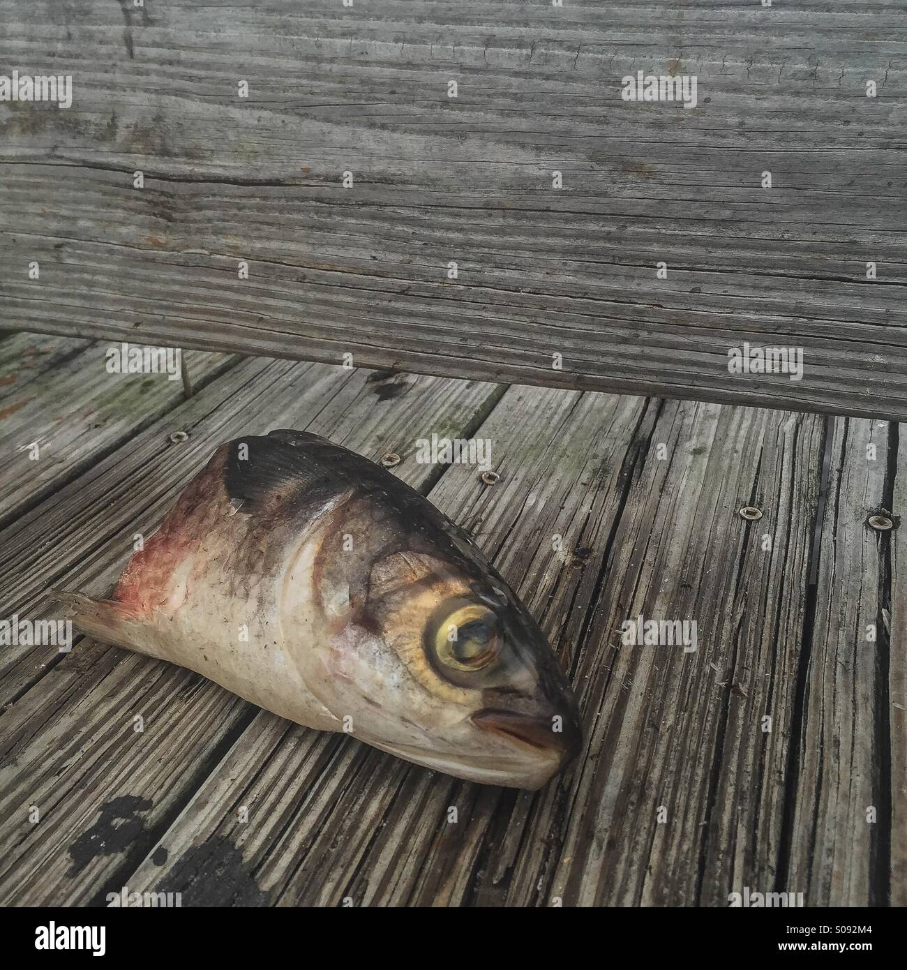 Fish head on dock Stock Photo - Alamy