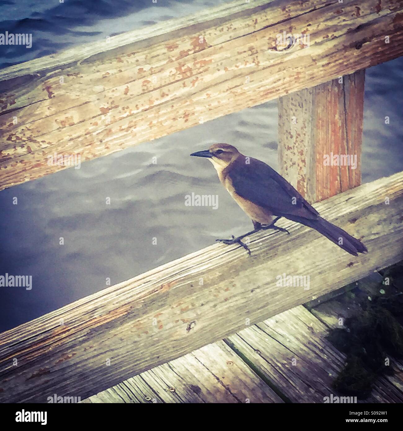Bird on dock Stock Photo - Alamy