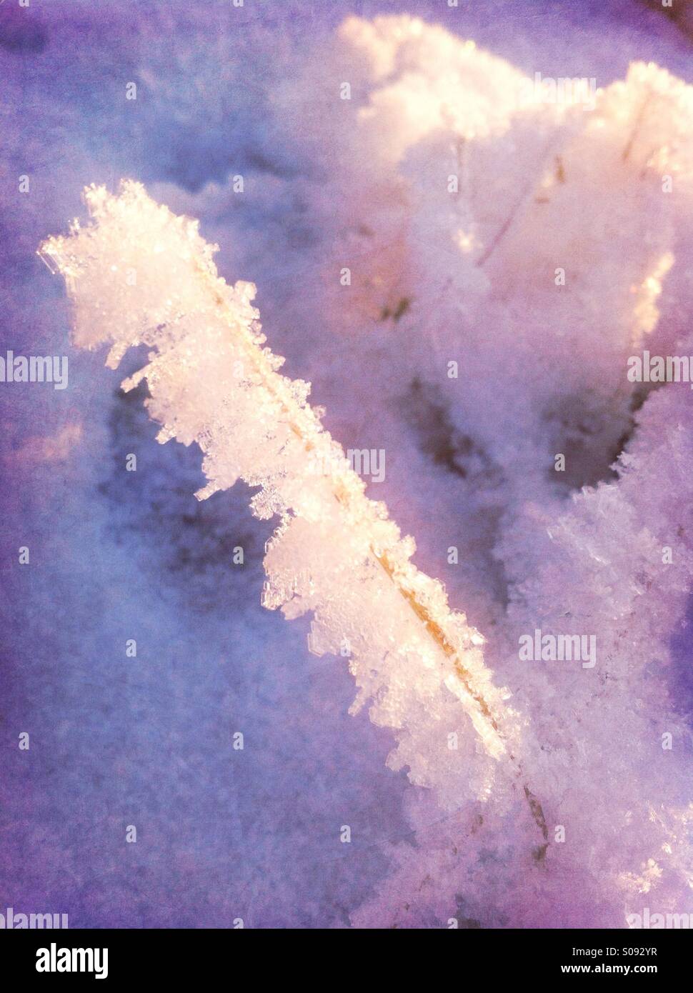 Hay Stalk High Resolution Stock Photography and Images - Alamy