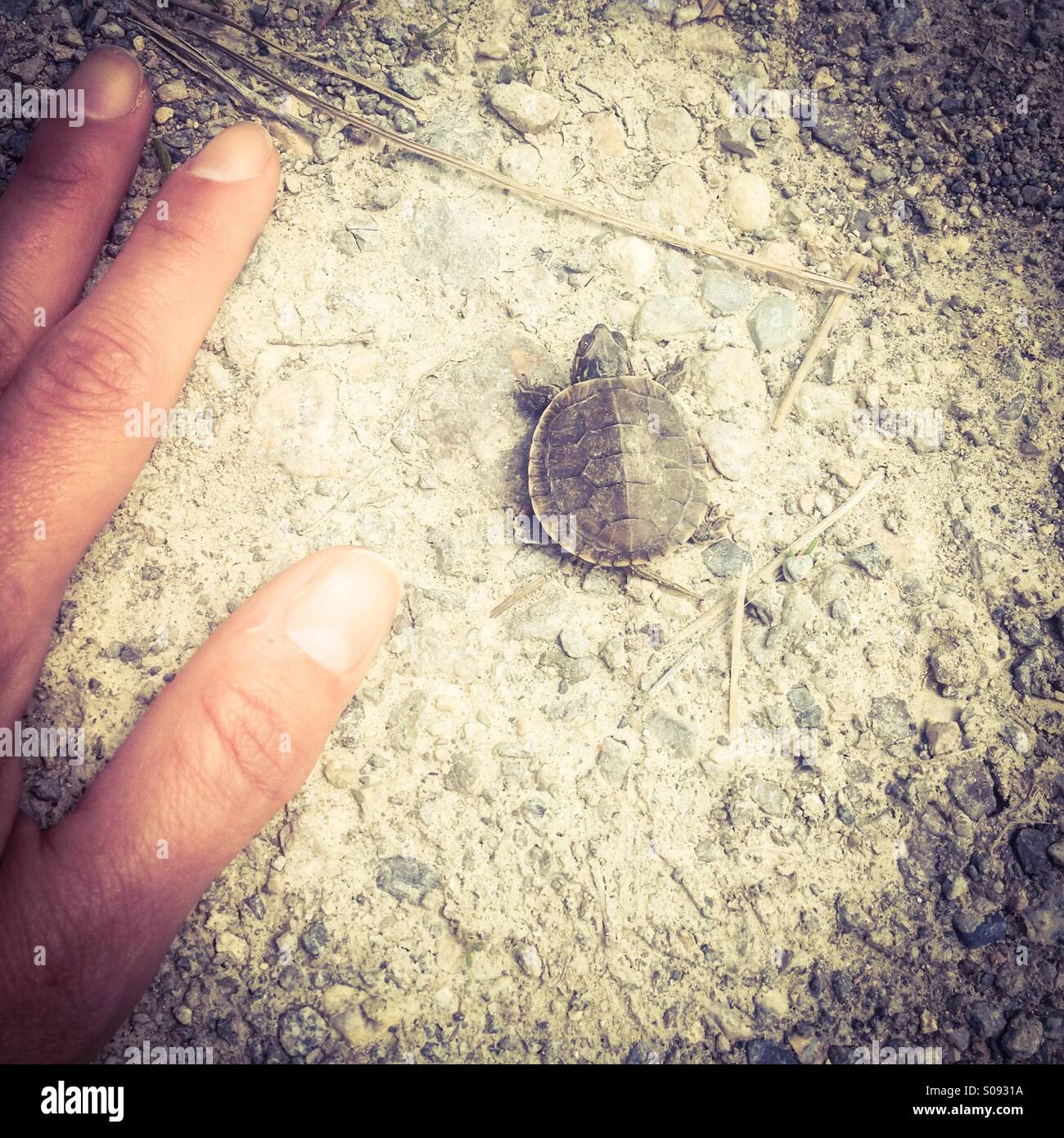 Hand painted turtle hi-res stock photography and images - Alamy