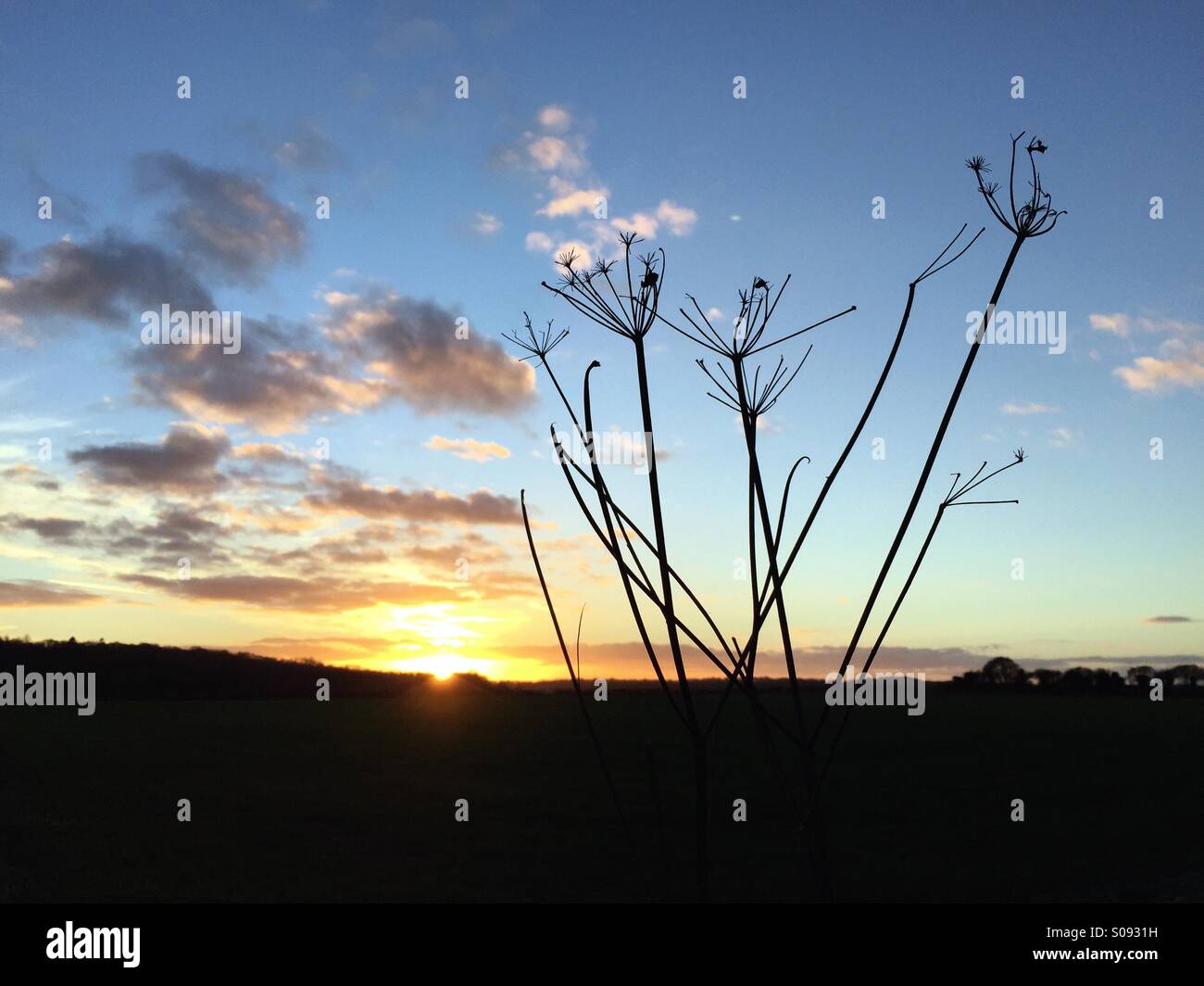 Uk sunset weeds plants hi-res stock photography and images - Alamy