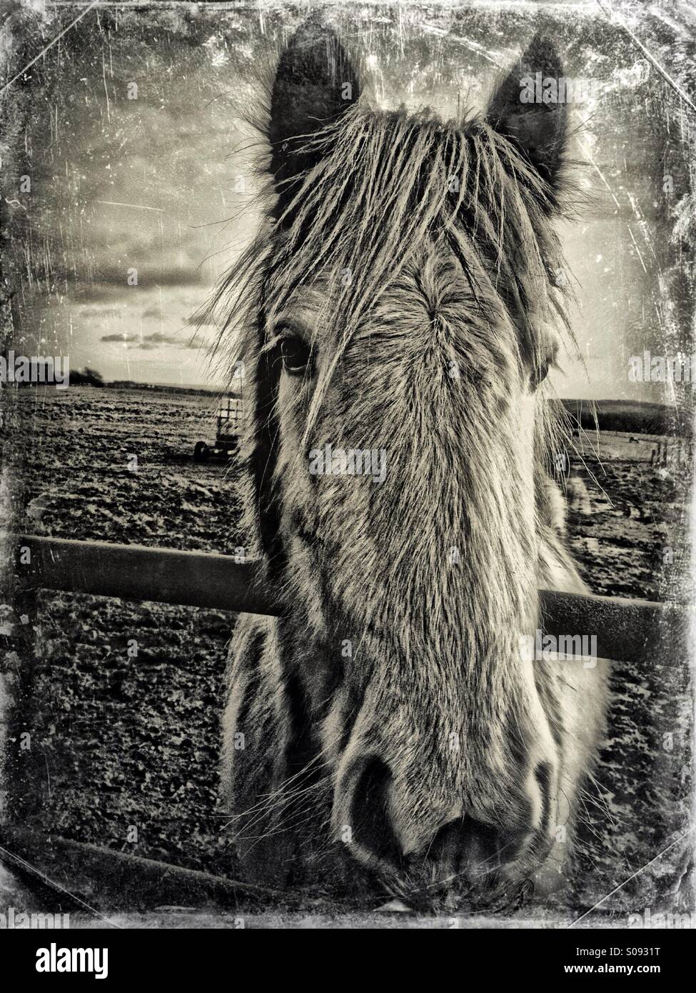 Nostalgic effect on a horse Stock Photo - Alamy