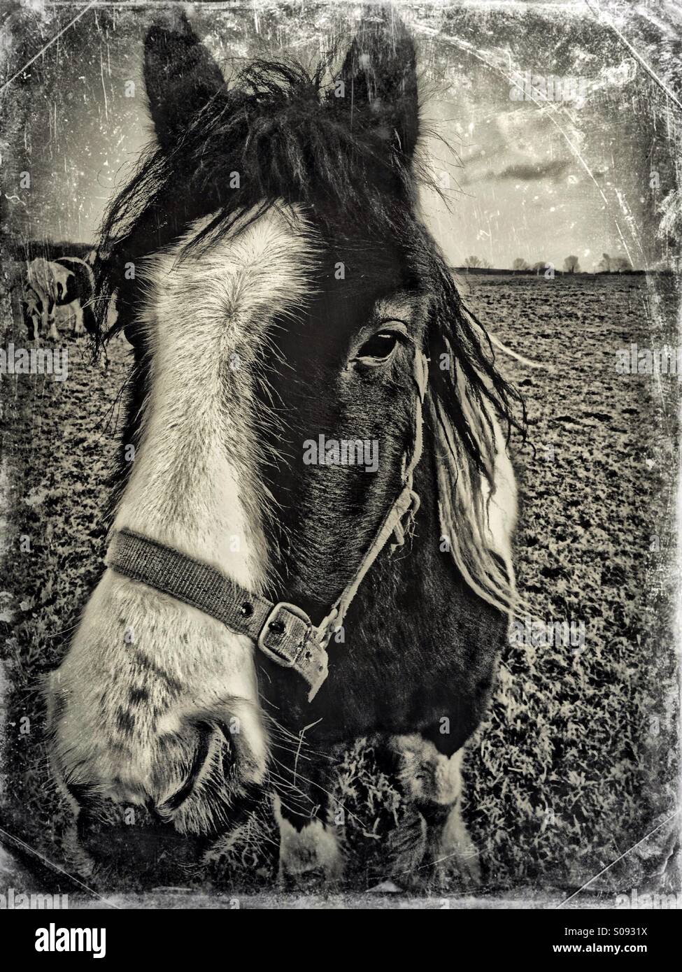 Nostalgic effect on a horse Stock Photo - Alamy