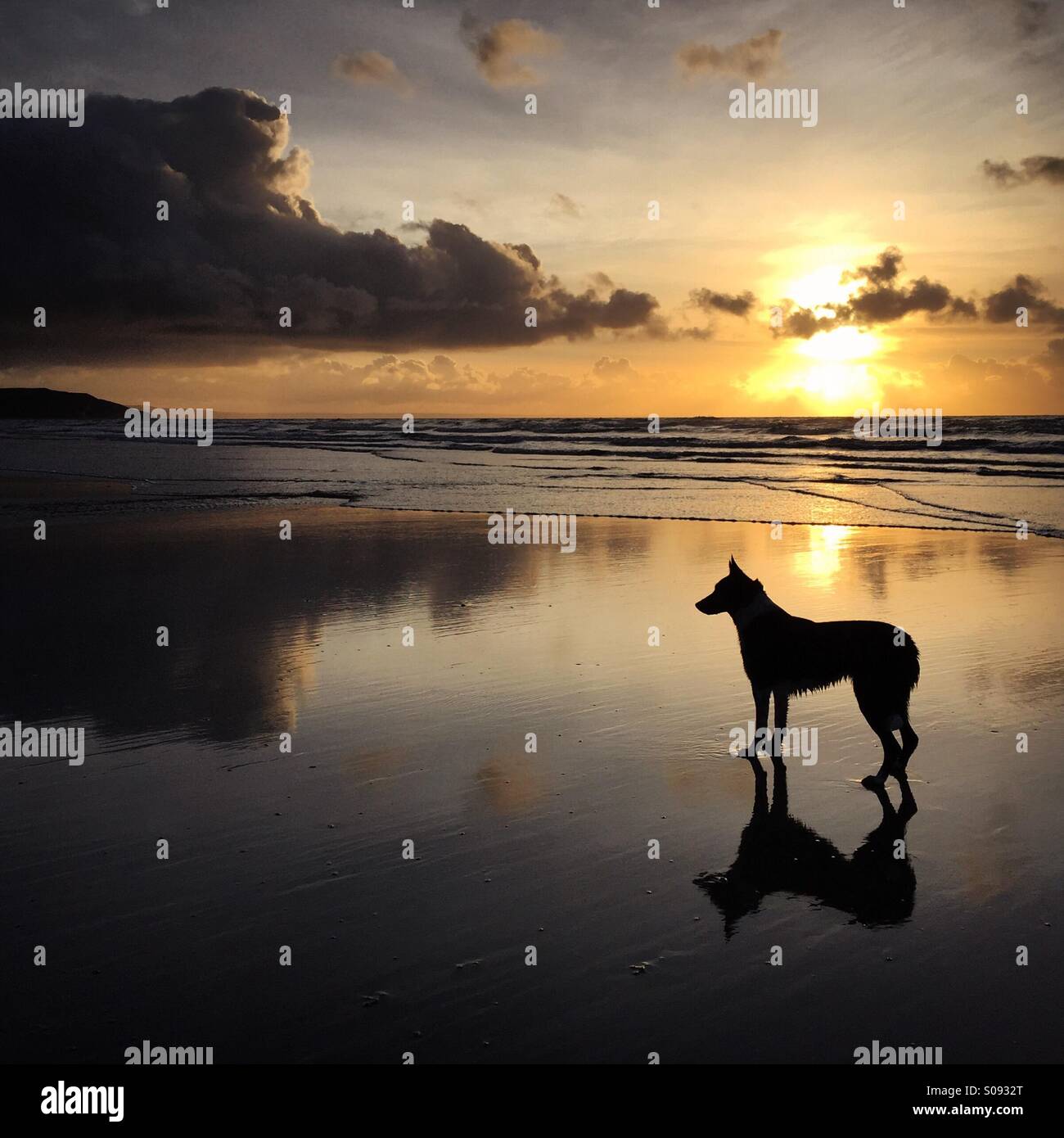 Silhouette of dog standing on beach at sunset with reflection Stock ...