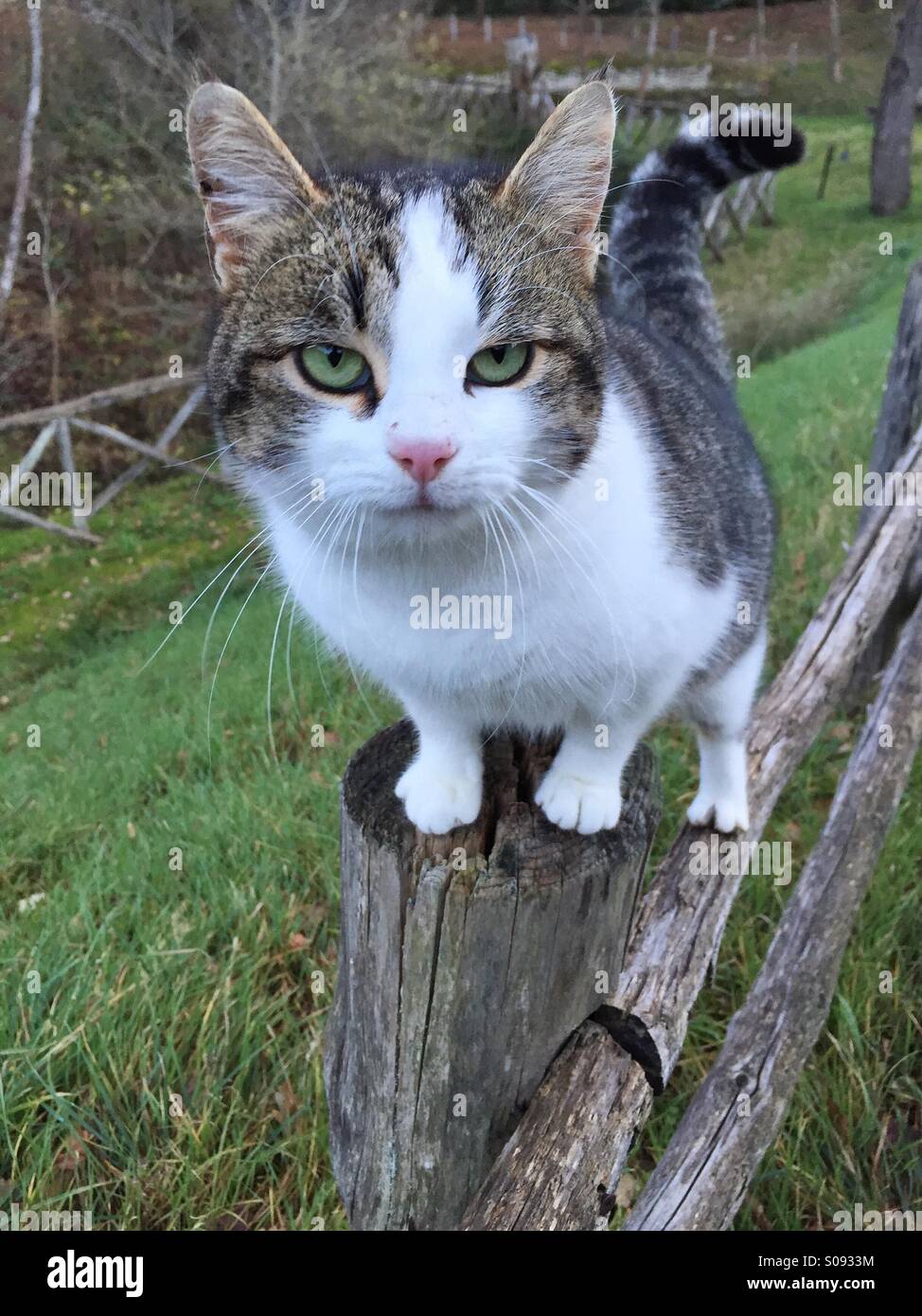 Beautiful domestic cat Stock Photo - Alamy