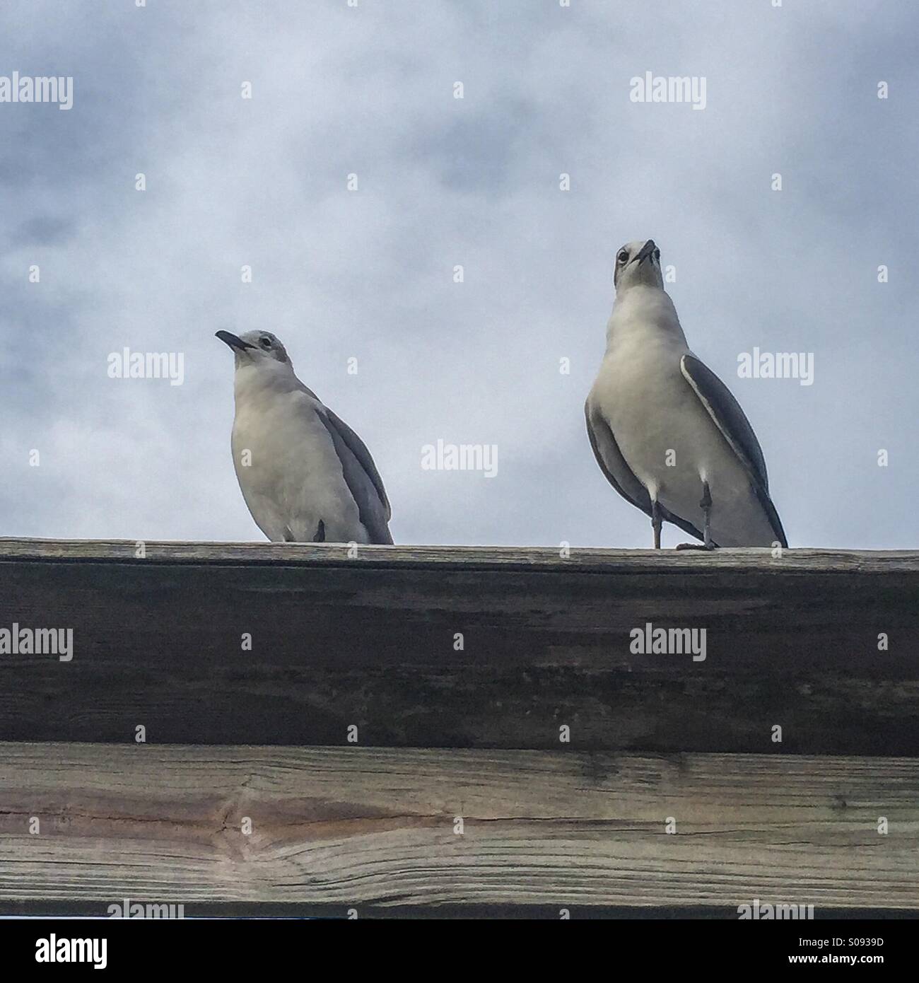 The seagulls eyes hi-res stock photography and images - Alamy