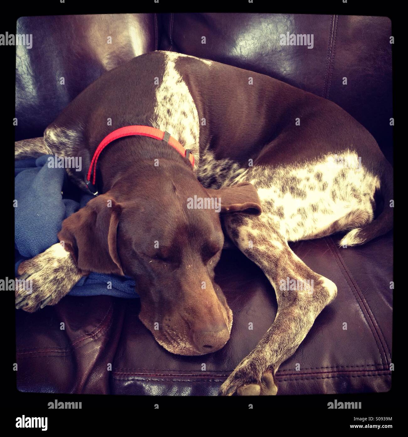 Female brown German shorthaired pointer on a couch Stock Photo - Alamy