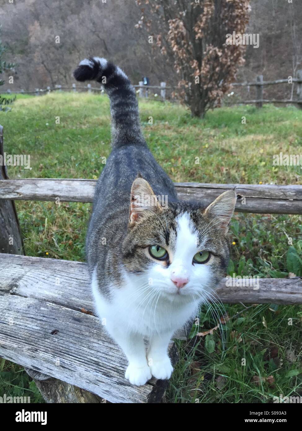 Nice street cat Stock Photo - Alamy