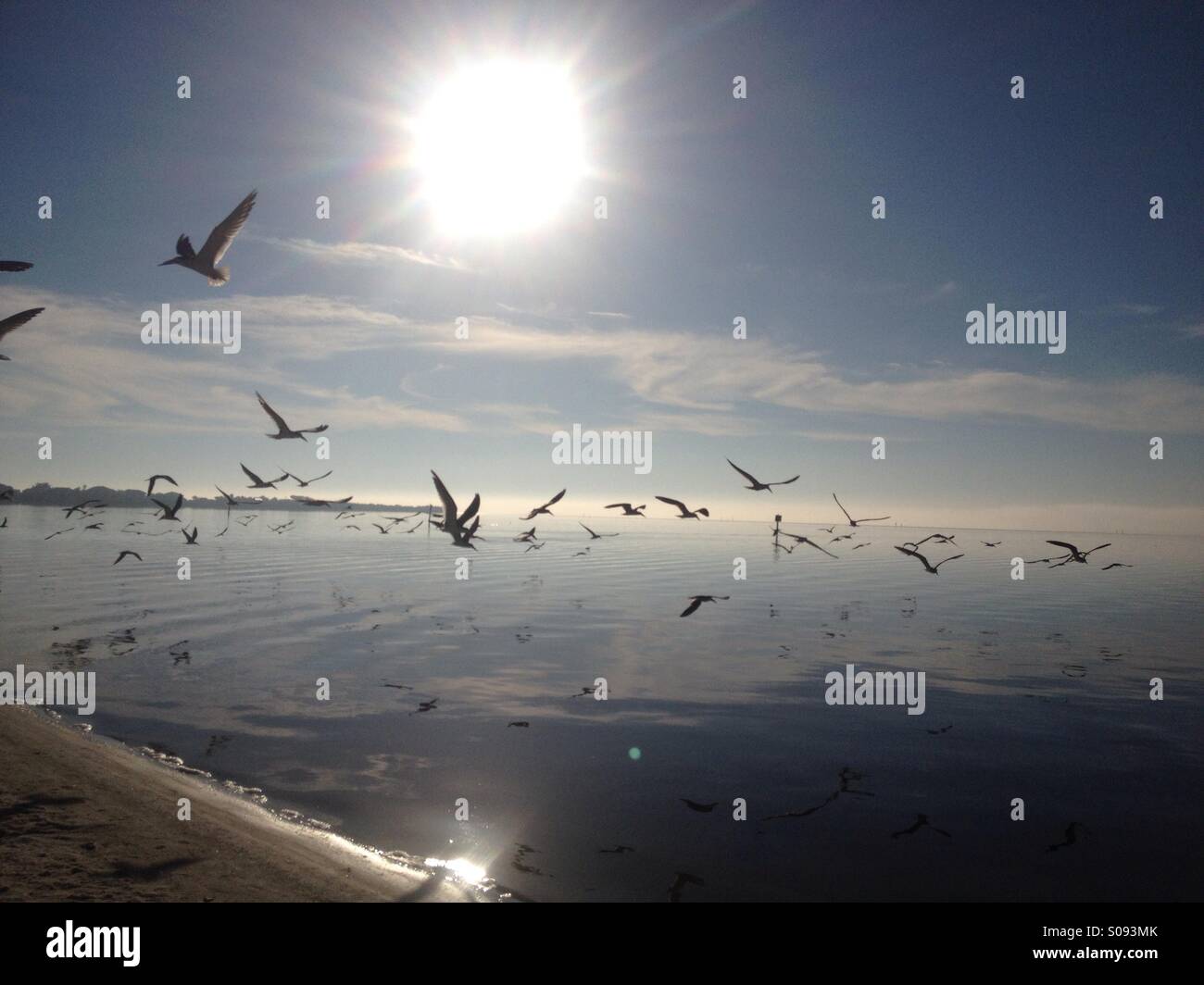 Birds and sun hi-res stock photography and images - Alamy